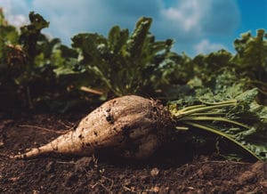 La Betterave sucrière | CGB france - le syndicalisme betteravier